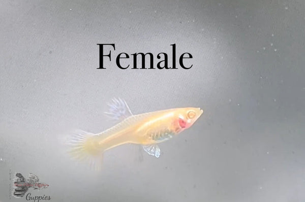 Albino Full Red Dumbo PAIR – Twin Cities Guppies