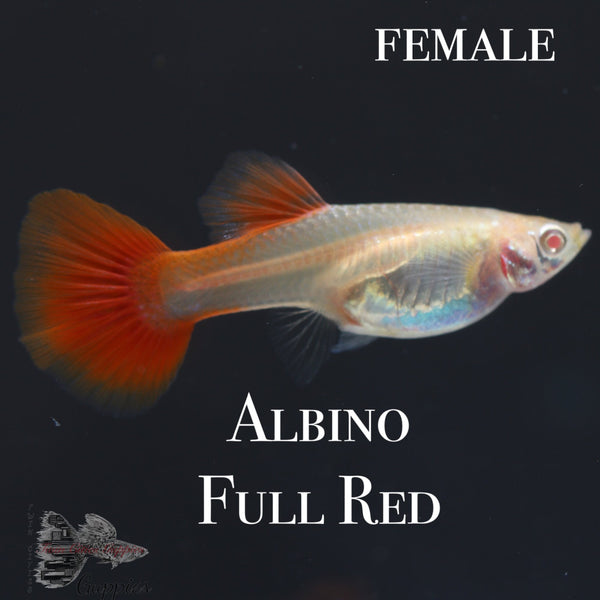 Albino Full Red PAIR – Twin Cities Guppies