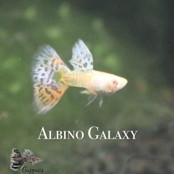 Products – Twin Cities Guppies