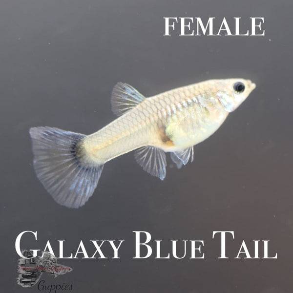 Galaxy Blue Tail PAIR – Twin Cities Guppies